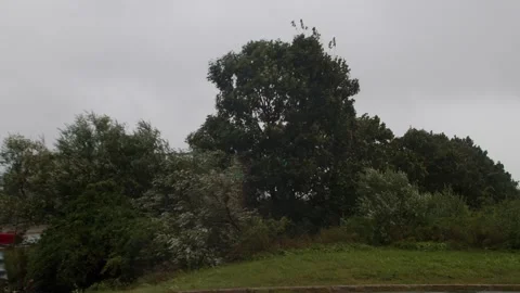 Deciduous Trees in a Park Fluttering in ... | Stock Video | Pond5