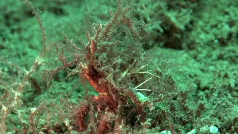 Decorated Ornamental spider crab (Schizo... | Stock Video | Pond5