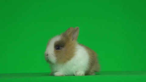 decorative cute rabbit on green screen | Stock Video | Pond5