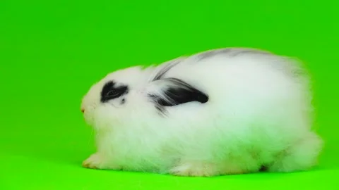 decorative rabbit blowing the wind on gr... | Stock Video | Pond5