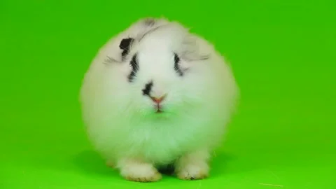 decorative rabbit blowing the wind on gr... | Stock Video | Pond5