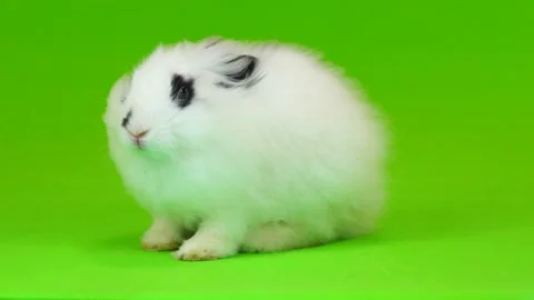 decorative rabbit blowing the wind on gr... | Stock Video | Pond5