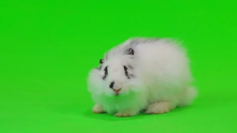 decorative rabbit blowing the wind on gr... | Stock Video | Pond5
