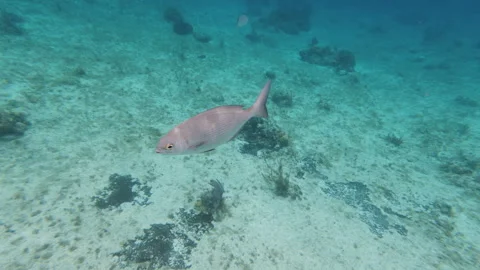 Deep blue tropical water with fish swimm... | Stock Video | Pond5