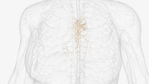 The deep cardiac plexus is an anatomical... | Stock Video | Pond5