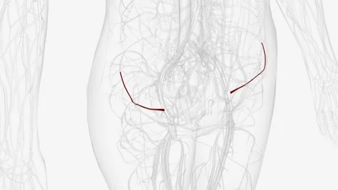 The deep circumflex iliac artery is an a... | Stock Video | Pond5