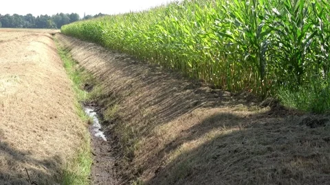Deep ditch at the edge of a maize field,... | Stock Video | Pond5