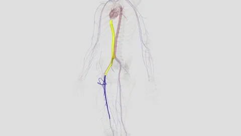 The deep femoral vein, deep vein of the ... | Stock Video | Pond5