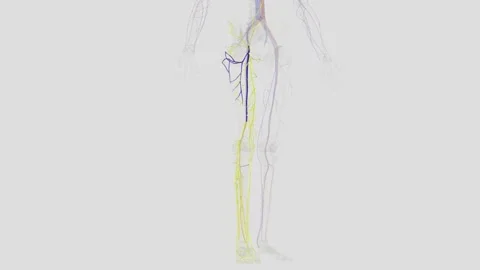The deep femoral vein, deep vein of the ... | Stock Video | Pond5