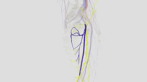 The deep femoral vein, deep vein of the ... | Stock Video | Pond5