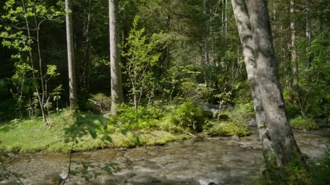 Deep Forest and Water Stream | Grindelwa... | Stock Video | Pond5