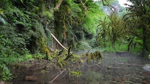 Deep Forest Background Stock Video Footage | Royalty Free Deep Forest ...