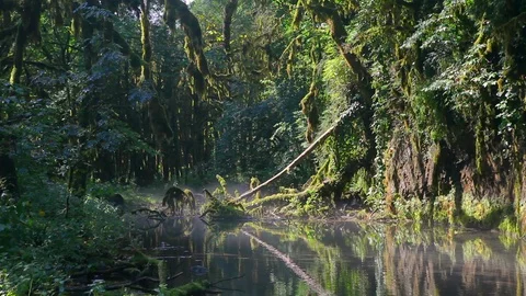 Deep Jungle Forest Beautiful Nature Back... | Stock Video | Pond5