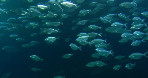 Deep Ocean Fish In Large Aquarium | Stock Video | Pond5