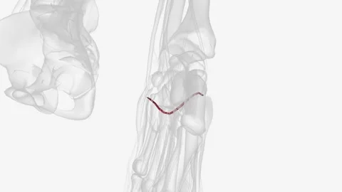 Arterial Catheter Stock Videos – Royalty-Free HD & 4K Videos