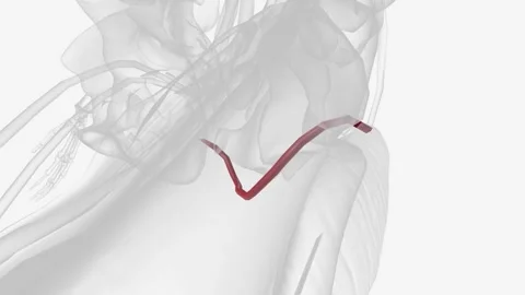 The deep palmar arch is an arterial netw... | Stock Video | Pond5