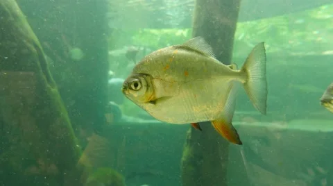 Deep sea fish, opah, in aquarium, side v... | Stock Video | Pond5