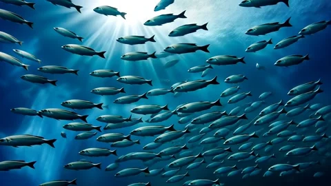 deep sea fish school bottom fish | Stock Video | Pond5