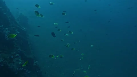 deep sea gorge depth with tropical fish ... | Stock Video | Pond5