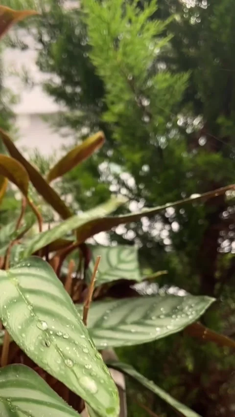 Deep Sleep Rain Stock Videos – Royalty-Free HD & 4K Videos | Pond5