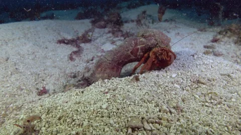 Deep underwater scene - Hermit crab walk... | Stock Video | Pond5
