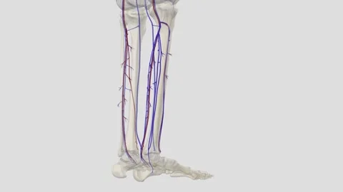 The deep venous system of the calf inclu... | Stock Video | Pond5