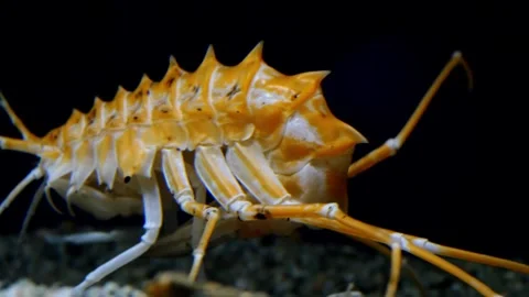 Amphipod Stock Footage ~ Royalty Free Stock Videos | Pond5