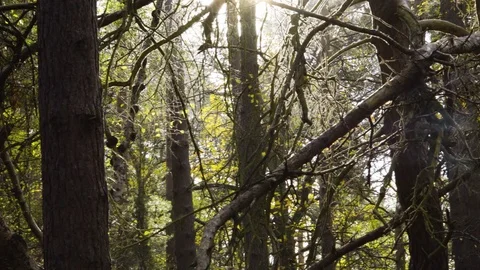 Deep Woodland busy forest scene with sun... | Stock Video | Pond5