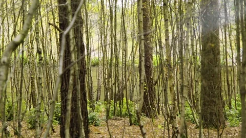 Deep Woodland with thin birch trees and ... | Stock Video | Pond5