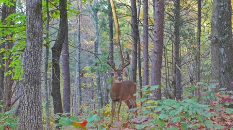 Deer 10 Point Buck Stag Cinematic Mammot... | Stock Video | Pond5