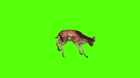 Deer Attack in Circle Green Screen Anima... | Stock Video | Pond5