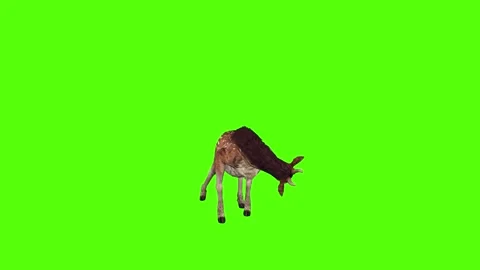 Deer Attack Green Screen Animation 4K Re... | Stock Video | Pond5