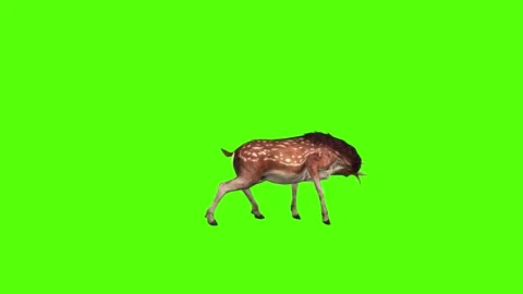 Deer Attack Green Screen Animation 4K Re... | Stock Video | Pond5