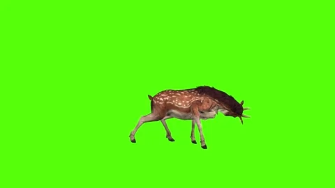 Deer Attack Green Screen Animation 4K Re... | Stock Video | Pond5