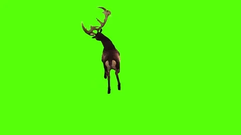 Deer Attack Green Screen Animation 4K Re... | Stock Video | Pond5