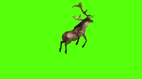 Deer Attack Green Screen Animation 4K Re... | Stock Video | Pond5