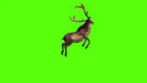 Deer Attack Green Screen Animation 4K Re... | Stock Video | Pond5
