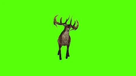 Deer Attack Green Screen Animation 4K Re... | Stock Video | Pond5