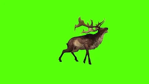 Deer Attack Green Screen Animation 4K Re... | Stock Video | Pond5