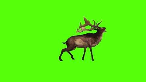 Deer Attack Green Screen Animation 4K Re... | Stock Video | Pond5