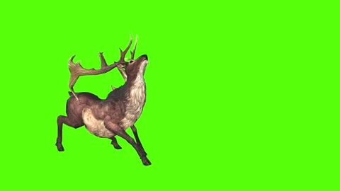 Deer Attack Green Screen | Stock Video | Pond5