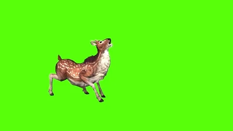 Animals Green Screen Green Deer Stock Video Footage | Royalty Free ...