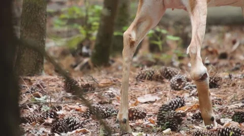 Broken Leg Stock Footage ~ Royalty Free Stock Videos | Pond5