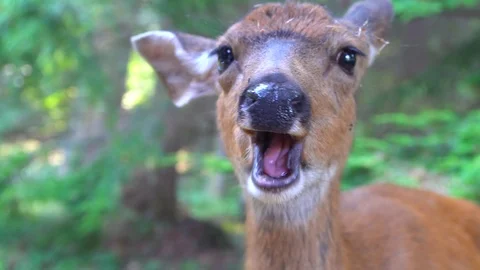 Deer chewing on food in the forest | Stock Video | Pond5