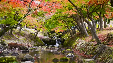 Cross and Deer Stock Videos – Royalty-Free HD & 4K Videos | Pond5