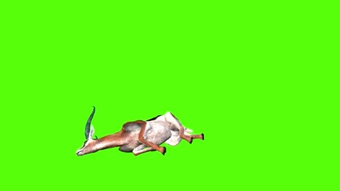 Deer Death Green Screen Animation and 3D... | Stock Video | Pond5