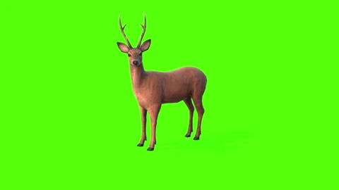 Deer Death Green Screen Animation 4K Ren... | Stock Video | Pond5