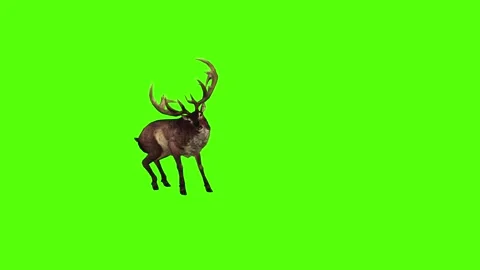 Deer Death Green Screen Animation 4K Ren... | Stock Video | Pond5