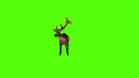 Deer Death Green Screen Animation 4K Ren... | Stock Video | Pond5
