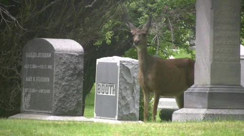 Deer Doe standing in headstones cemetery... | Stock Video | Pond5